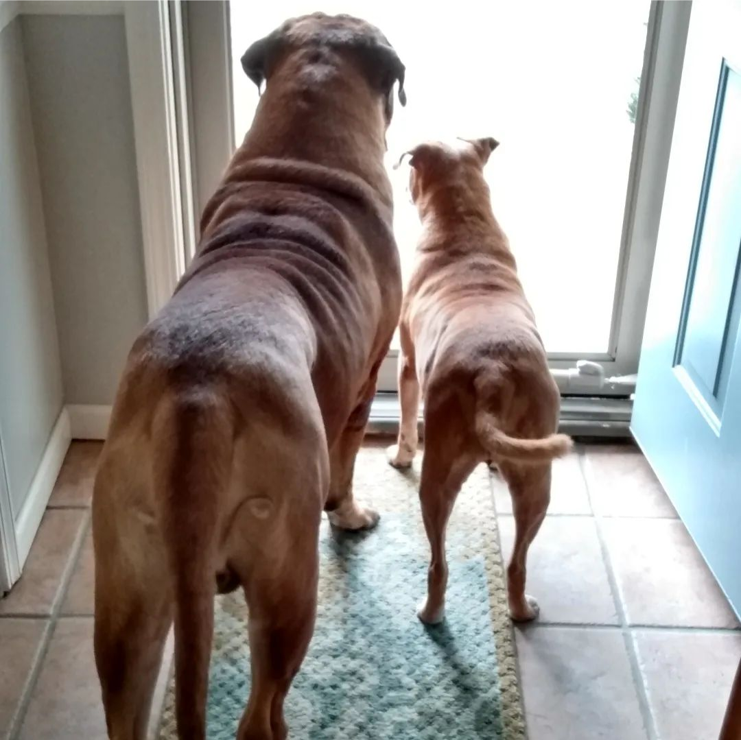 Every dog has its day. We do, too. – Dare Greatly